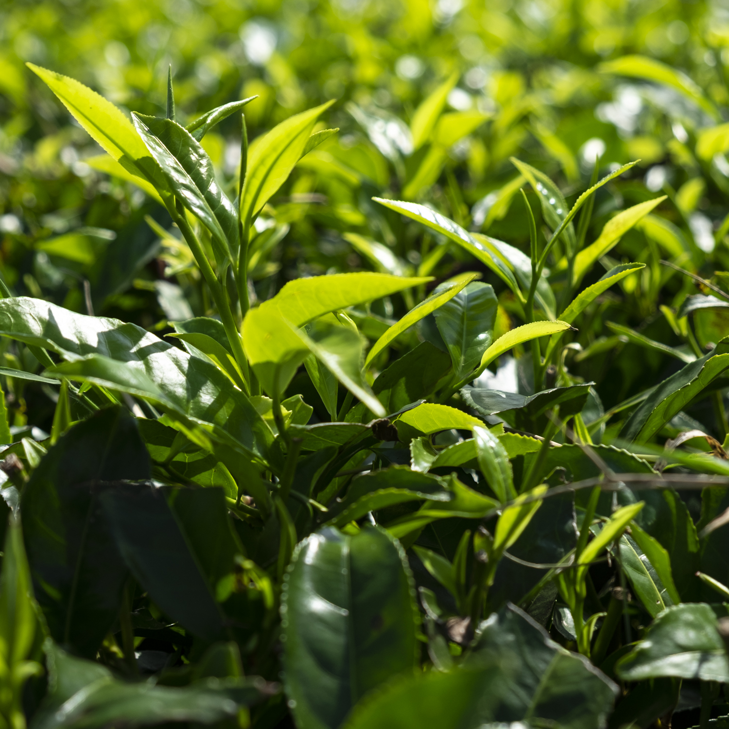 Über Tee - schwarzenbach.ch